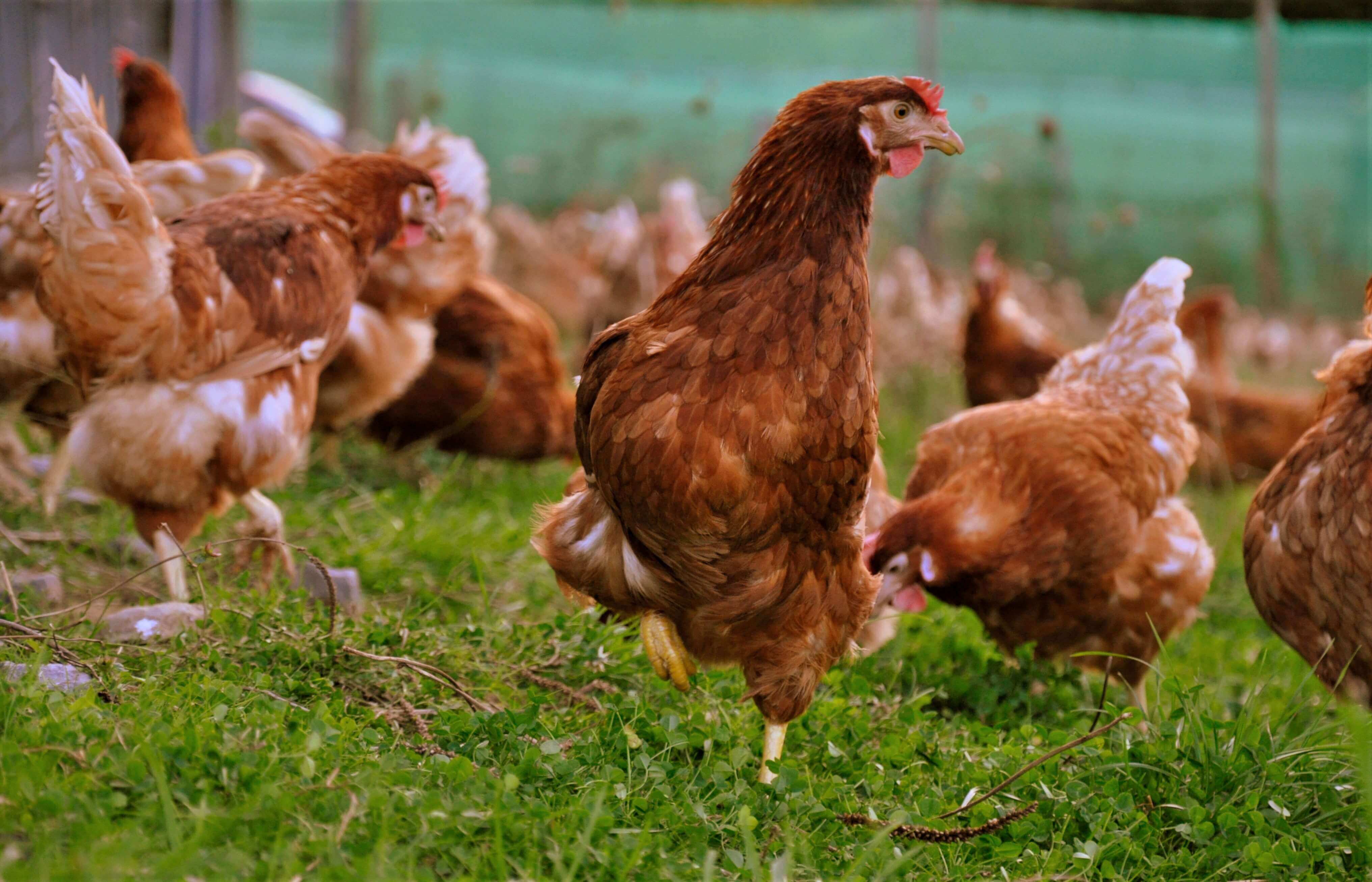 Oilobide, la granja de las gallinas felices y sus huevos ecológicos